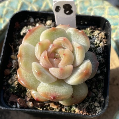 糖心无肉不欢红色恋人多肉植物