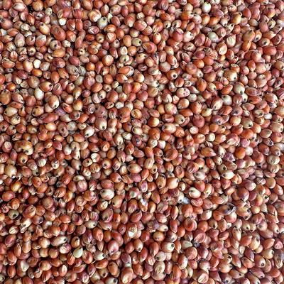 精选红高粱喂鸽子小宠酿酒