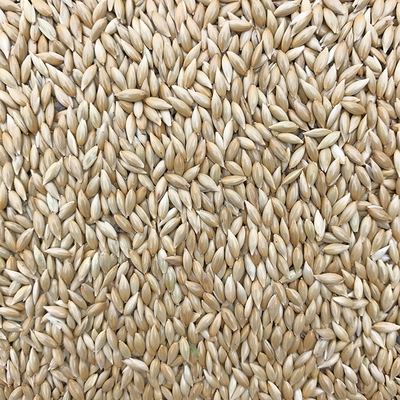 进口加纳利子白尖粟金丝雀草籽