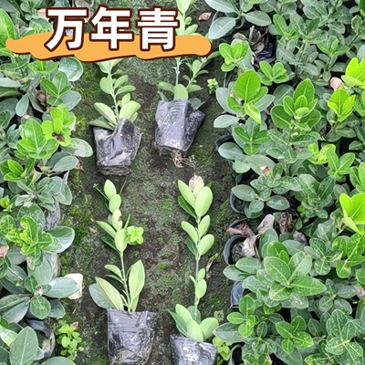 庭院工程篱笆围墙苗四季常青