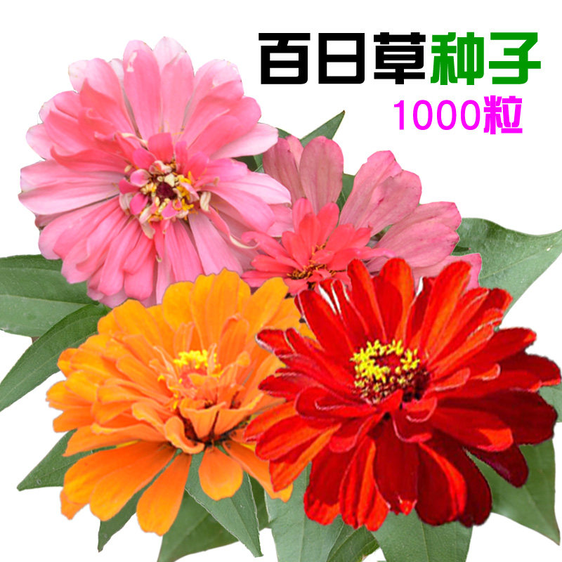 百日草花种子重瓣四季易种植物春播家庭院阳台室内外盆栽花卉花籽