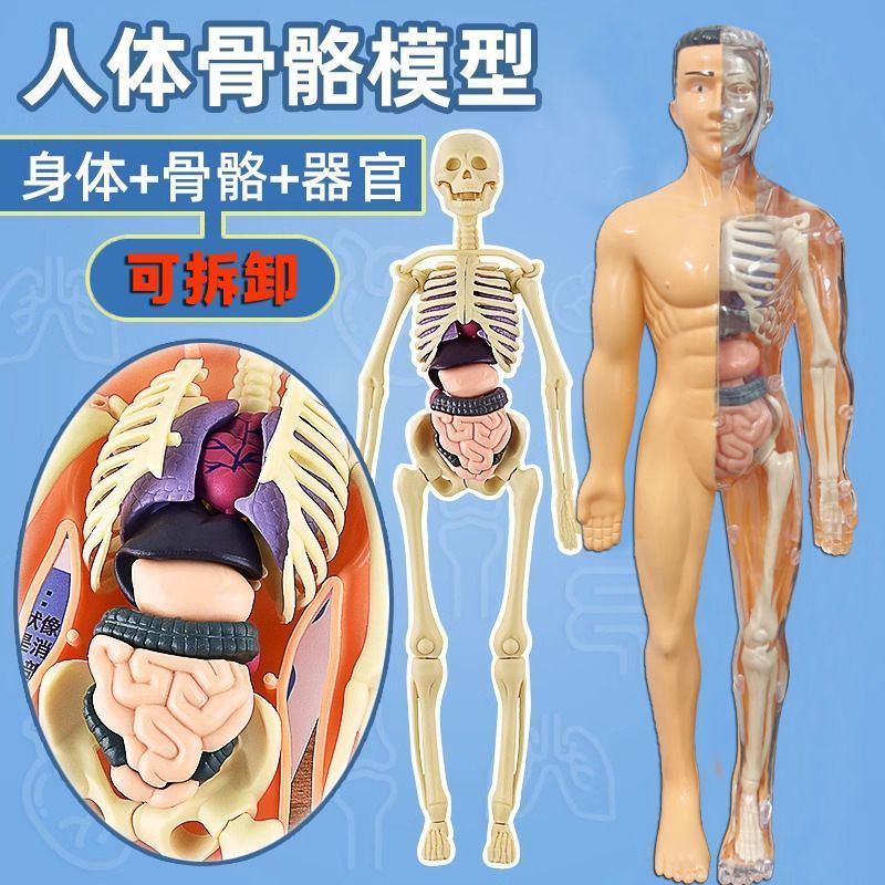 可拆卸拼装人体模型结构全身骨骼器官3d骨架医学解剖仿真儿童玩具