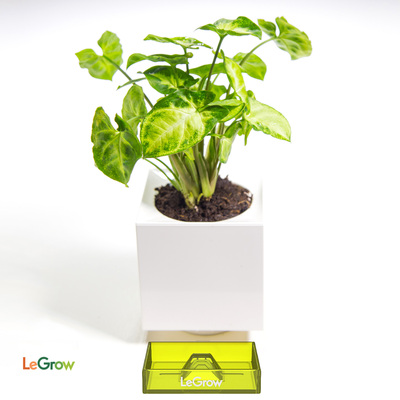 合果芋 LeGrow 鲜活绿植  办公室内桌面小盆栽植物（带盆栽好）