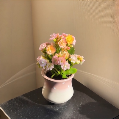 多彩花色彩虹糖长寿花