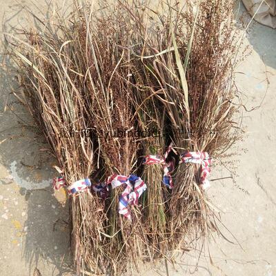 枯草干草杂草摄影道具干花松果