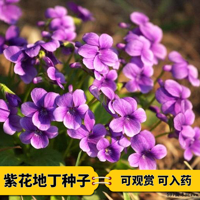 中药材种子紫花地丁种籽纯新可林下间作冬季间作景观绿化耐阴包邮