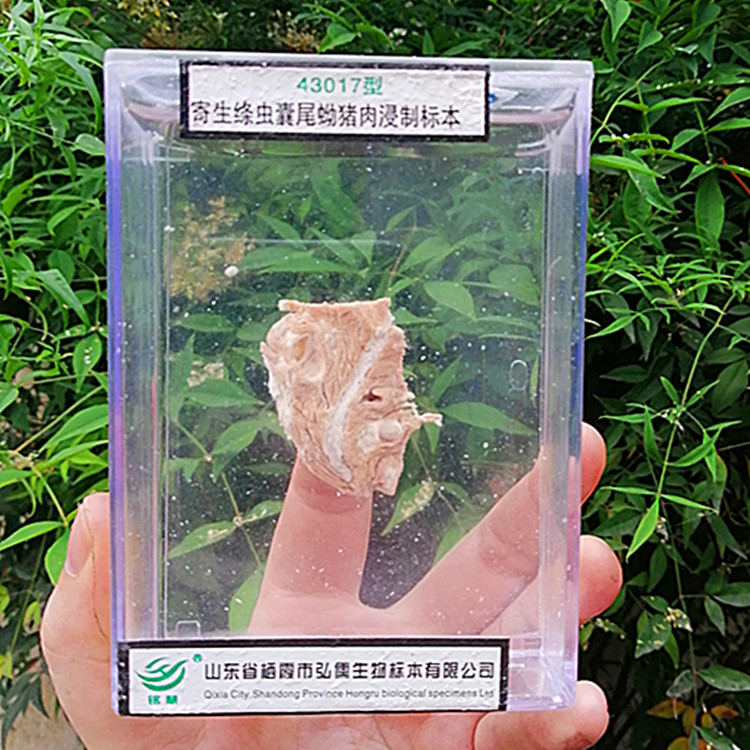 43017型寄生绦虫囊尾呦猪肉浸制标本 教学标本生物标本生物模型