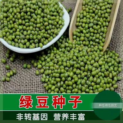 老品种绿豆种子高产早熟耐热易种苗绿豆芽苗春秋四季阳台盆栽易种