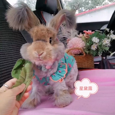 英系安哥拉兔子活体宠物兔巨型兔彩色长毛兔猫猫兔垂耳兔兔星黛露