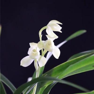 名贵兰花白素荷浓香型绿植