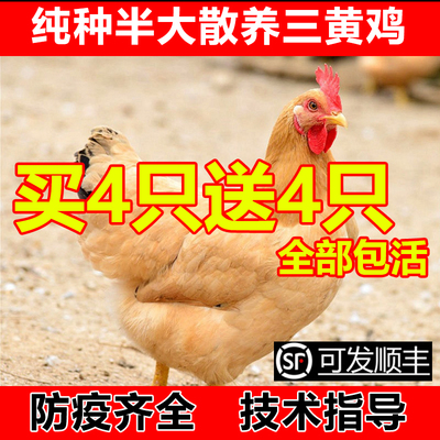 散养半斤一1斤左右三黄鸡苗三黄鸡活苗半大三黄鸡小鸡活苗