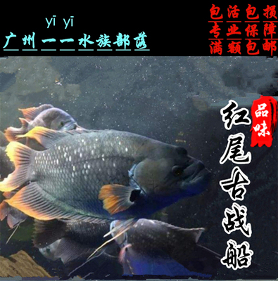 招财鱼活体鱼红眼战船鱼风水鱼红眼黑眼红尾招财古代战船红尾战船