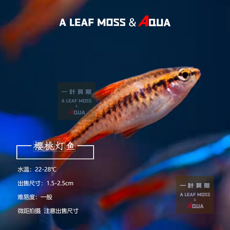 长尾樱桃灯鱼红玫瑰鱼草缸精灵小型鱼活体热带观赏鱼灯科鱼红绿灯