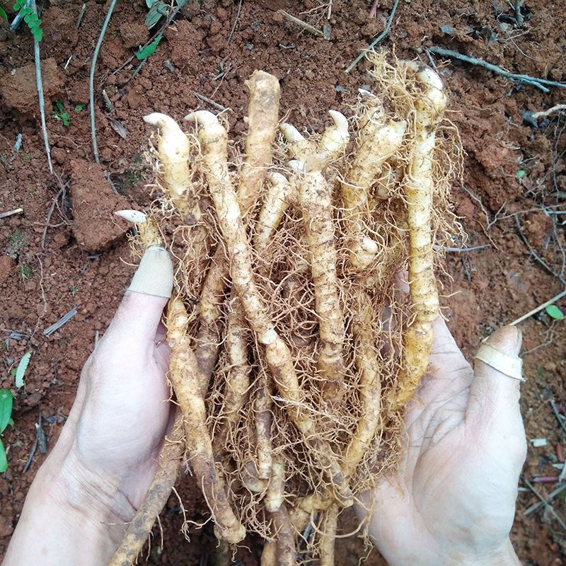 新鲜玉竹深山现挖玉竹条搭配麦冬泡茶煲汤500g伏牛山滋补煲汤料
