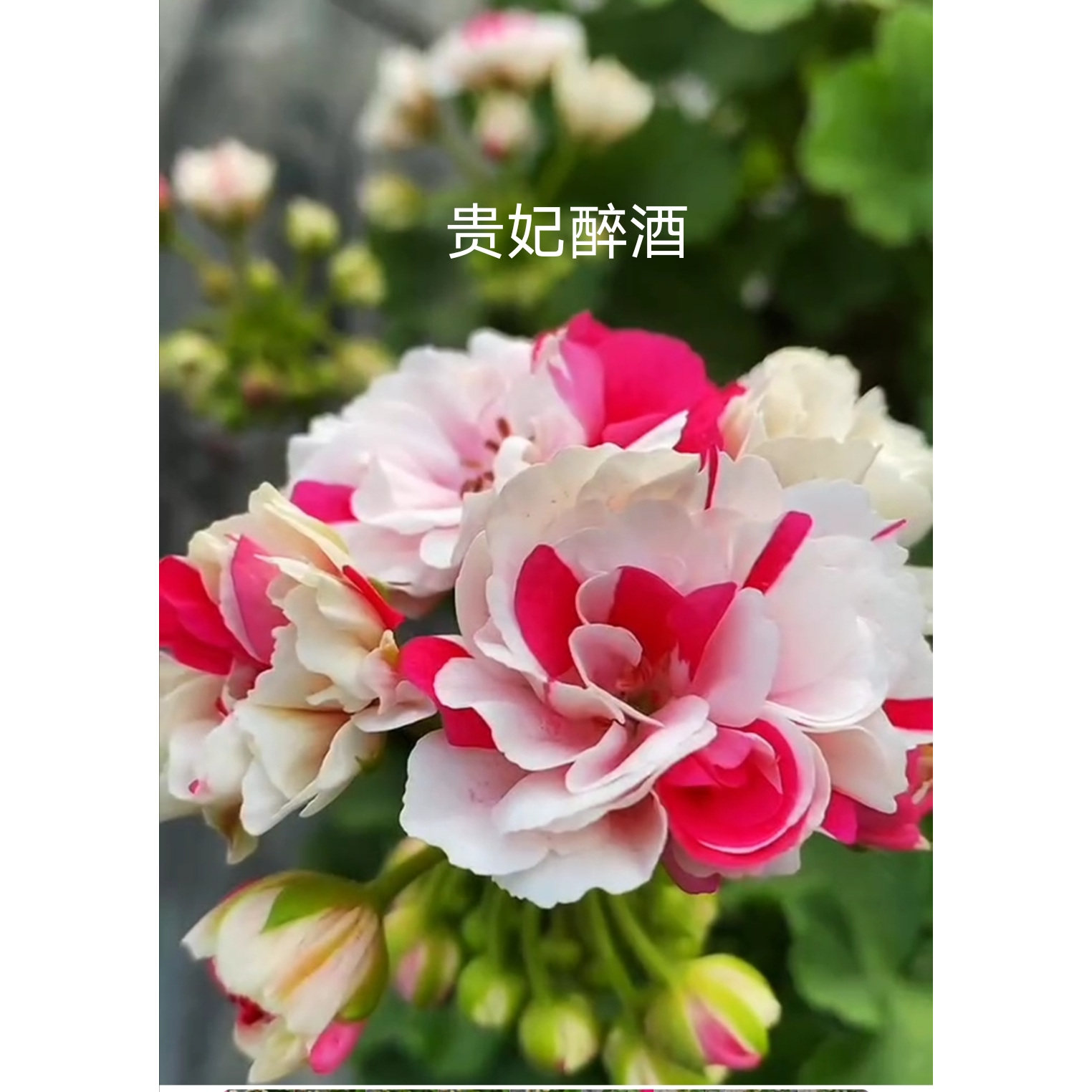 各种新品贵货天竺葵拼满50米发货尽量直播间选苗情