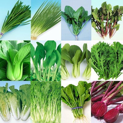 香葱叶菜四季好种阳台蔬菜