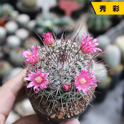 实生开花美观好养仙人球