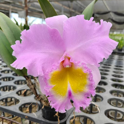 卡特兰确定花色Blc. Pamela Hetherington 'coronation' 加冕洋兰
