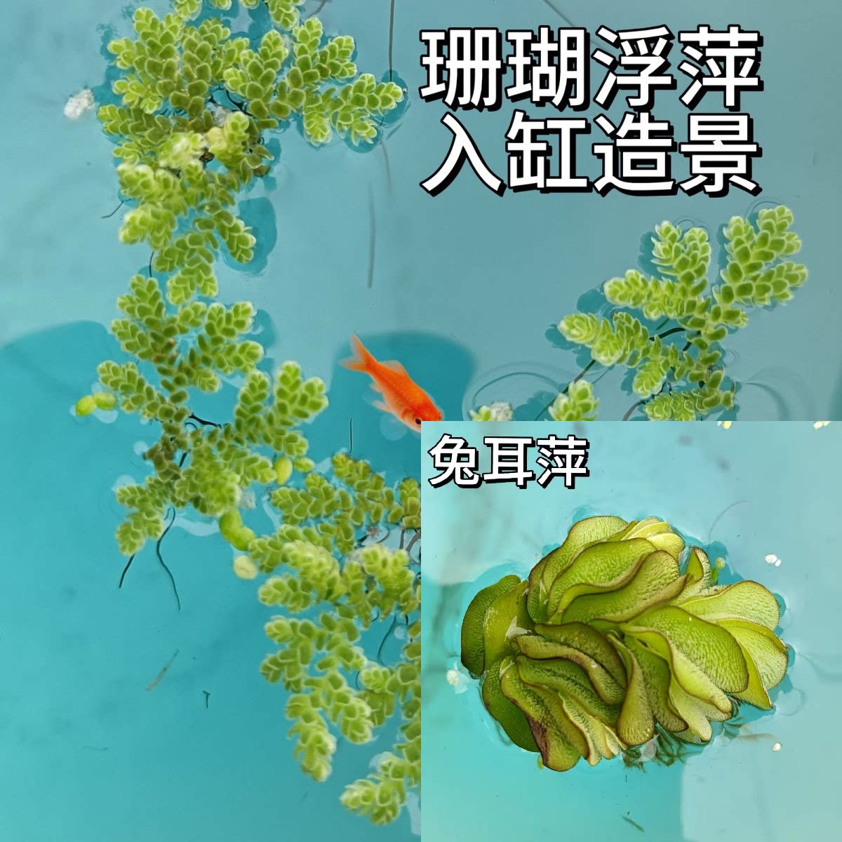 净水观赏性浮萍 适用于新手懒人浮水植物 珊瑚萍加兔耳萍可选