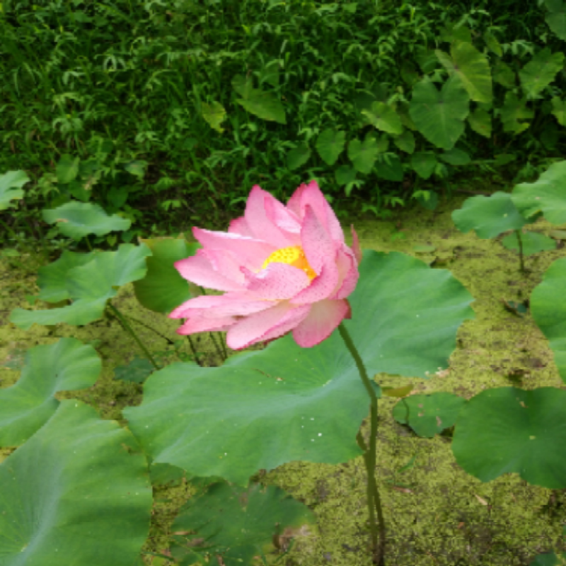 现摘森林新鲜荷花花苞花瓣莲花鲜花花草茶建莲生吃白莲子道具