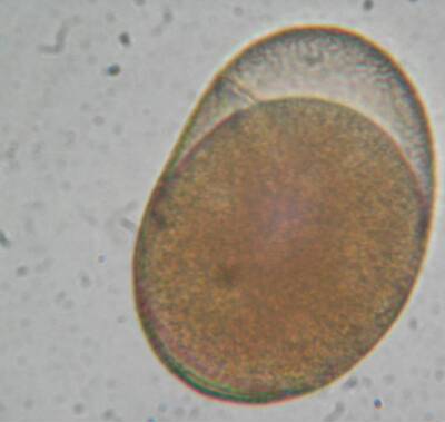 [星星活饵] 褶皱臂尾轮虫休眠卵套装rotifer resting eggs