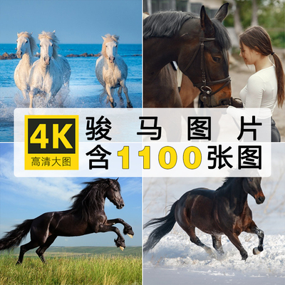 4K高清大图 骏马草原牧场白黑枣红宝马驹摄影特写图片壁纸ps素材