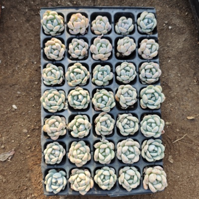 处理，橙梦露105颗19.8，就几组