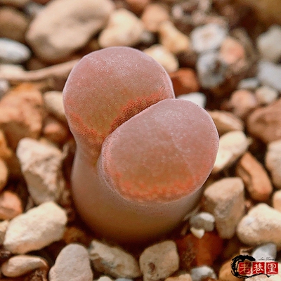 praesectum, Nousees, s Pofadder 风铃玉 老巷里Cono