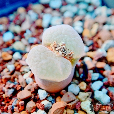 lydiae*caroli banke 风铃玉 老巷里Cono