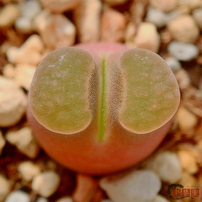 Mg1787 caroli 'australe' 磁铁风铃玉 老巷里Cono