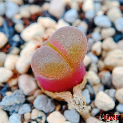 Mg1802.33 praesectum Witkoppies,Pofadder风铃玉 老巷里Cono