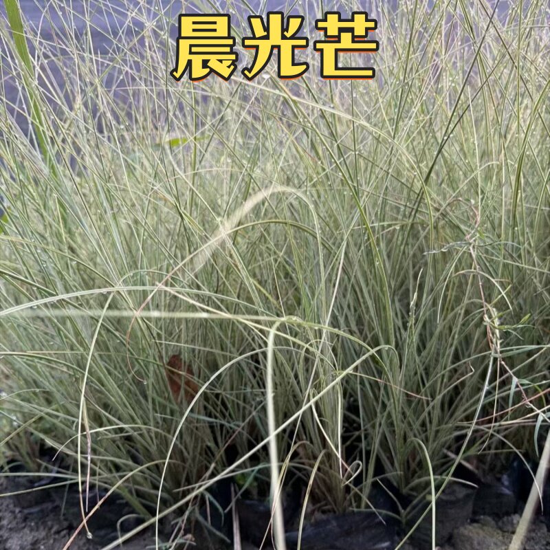 晨光芒草坪草籽四季常青耐寒耐旱庭院绿化观赏草耐寒好养