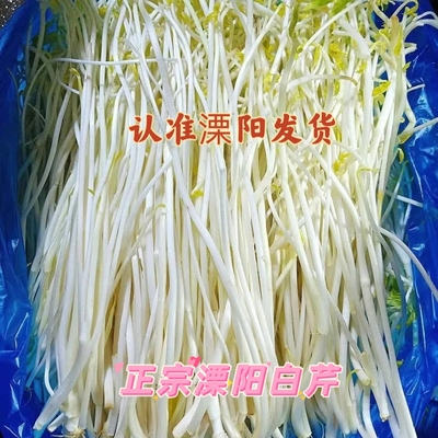 新鲜天目湖特产溧阳白芹无根芹丫水芹新鲜芹菜淮扬菜1斤无根顺丰