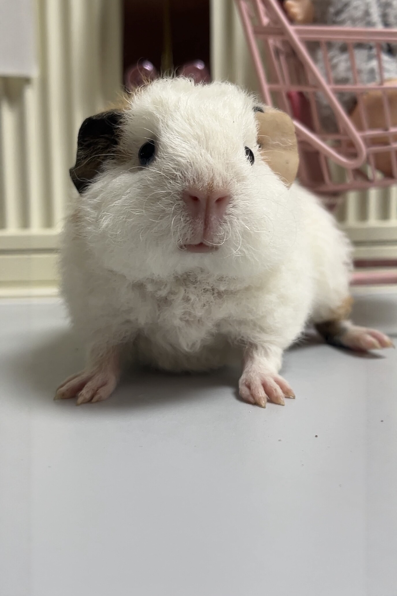黄白美泰荷兰猪豚鼠