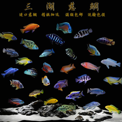 三湖慈鲷马鲷非洲王子特艳红火鸟