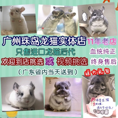 圆脸可爱龙猫珠岛龙猫饲养简单