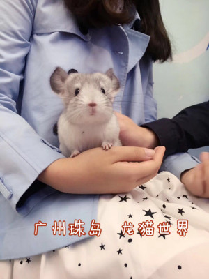 2个月龙猫珠岛世界欢迎到店挑选