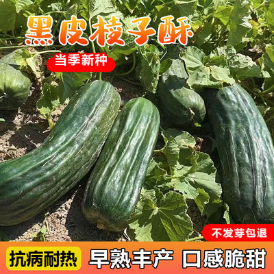 早熟香酥八棱脆瓜种子菜瓜烧瓜生吃黑皮愣子酥菜瓜蔬菜种子籽种孑