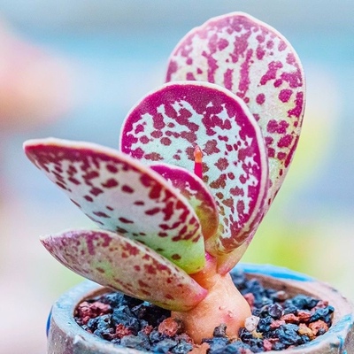 御所锦水泡天锦章属多肉植物奇趣Adromischus maculatus心形