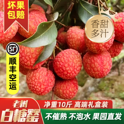 老树头茬新鲜现摘爆甜白糖罂荔枝