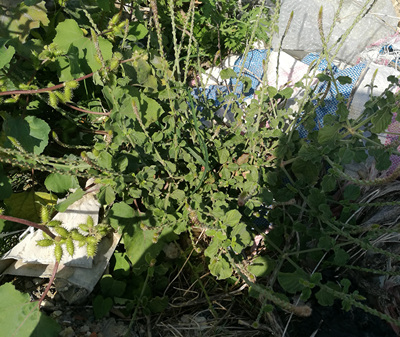 倒钩草新鲜接骨丹土牛膝