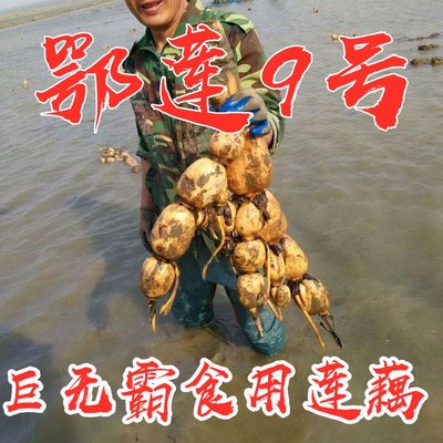 鄂莲9号巨无霸食用莲藕种苗炒吃脆煲汤粉藕大型莲藕藕苗种子包邮