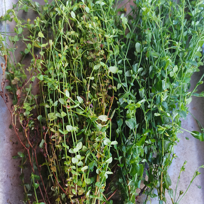 深山田基黄天然潮汕黄花仔新鲜地耳草现采黄花草雀舌草田基王干品