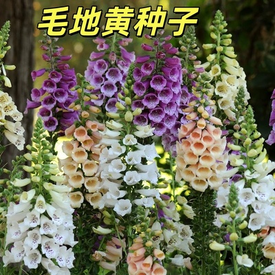 毛地黄种子多年生耐寒花卉春秋播易活盆栽庭院花境花种籽吊钟花孑