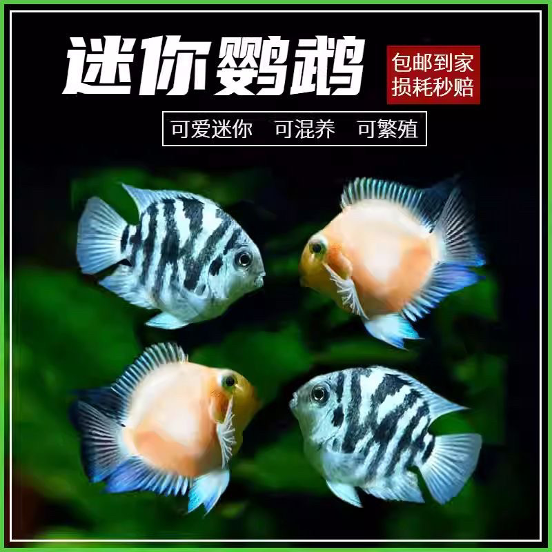 迷你鹦鹉鱼观赏鱼活体淡水鱼苗好养耐活白金宝蓝鹦鹉鱼可繁殖种鱼