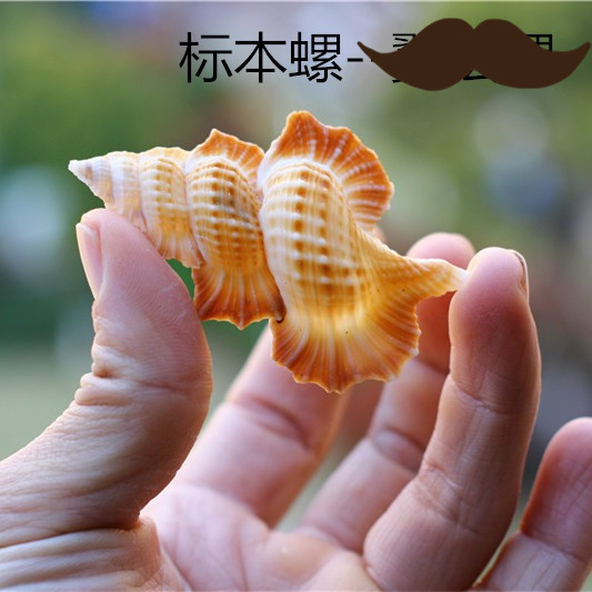 热卖天然海螺贝壳翼发螺稀有标本螺鱼缸造景橱窗设计拍摄道具珊瑚