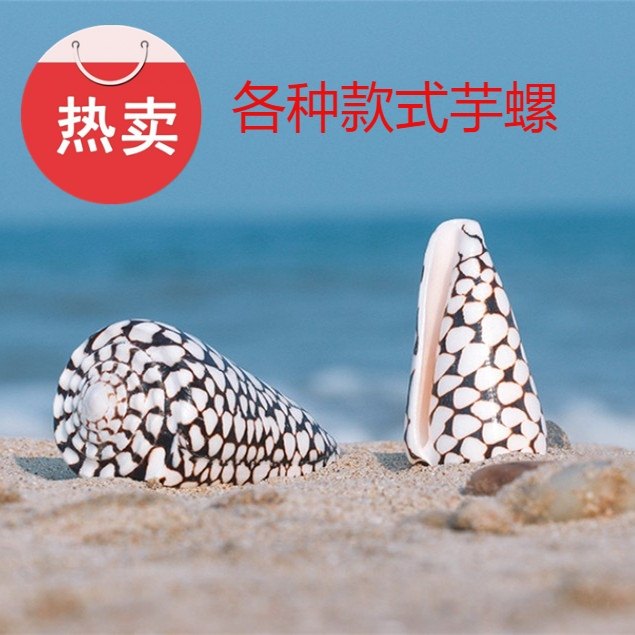 热卖天然海螺贝壳黑玉米螺蛇皮螺密码芋螺鱼缸水族摆件收藏珊瑚