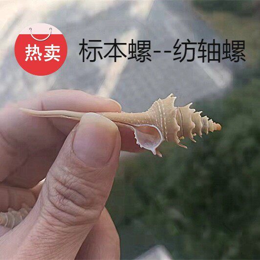 包邮天然海螺贝壳长纺轴螺标本螺收藏纪念品鱼缸水族家居装饰珊瑚