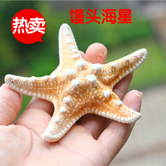 热卖天然海螺贝壳珊瑚馒头海星地中海家居摆件装饰 拍摄道具礼品