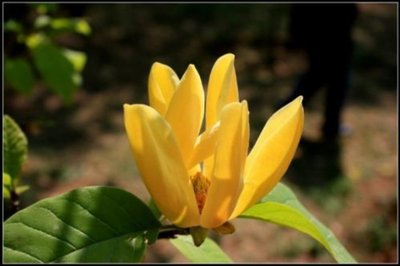 25年8月新黄玉兰饱和原液紧致